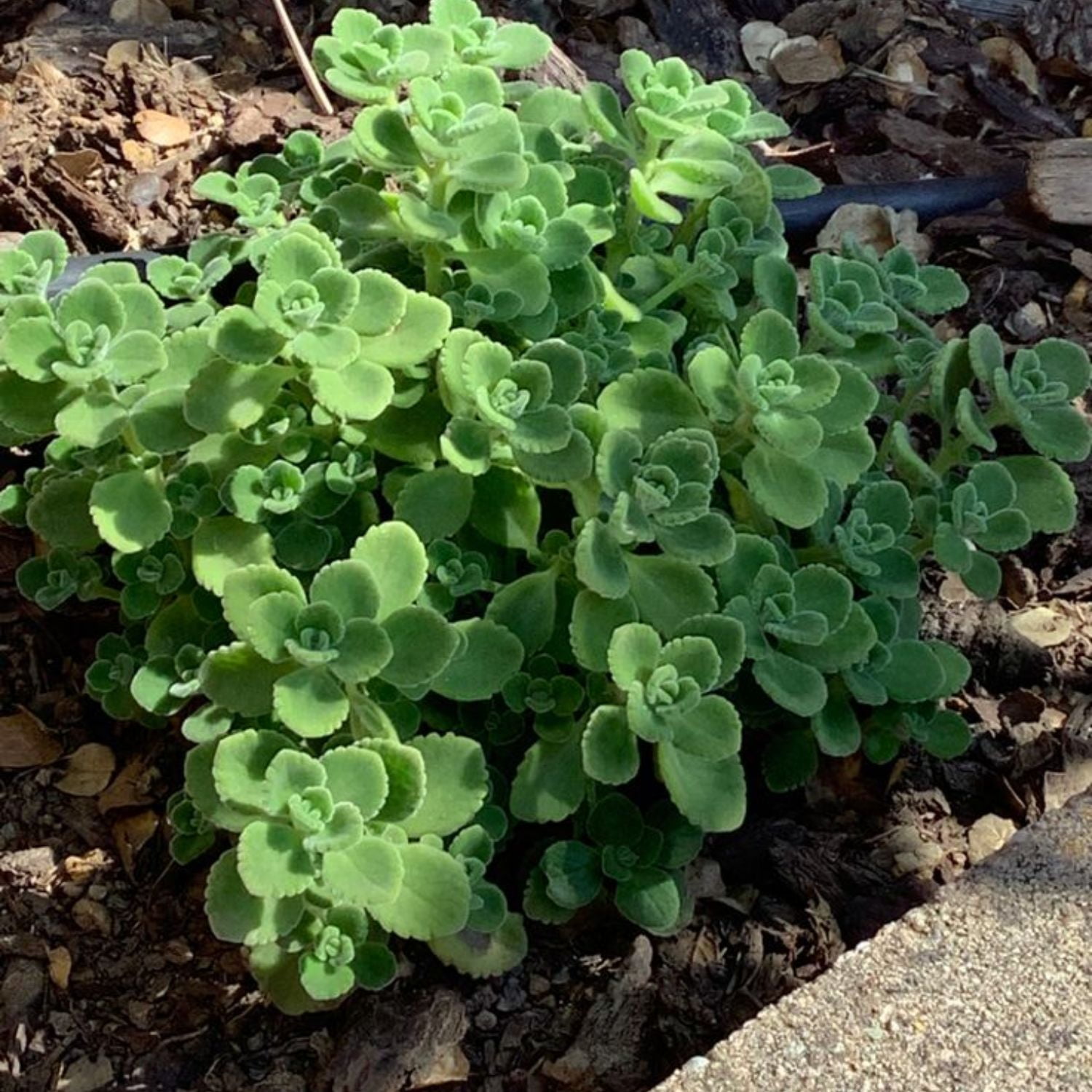 Set 4 Vicks Plant, Organic Vicks Live Plant, Plectranthus Tomentosa ...