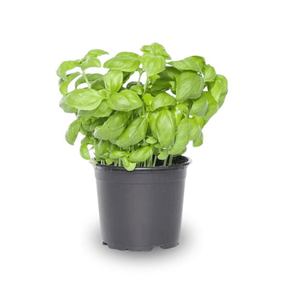 Basil Plants in Herb Plants - Walmart.com