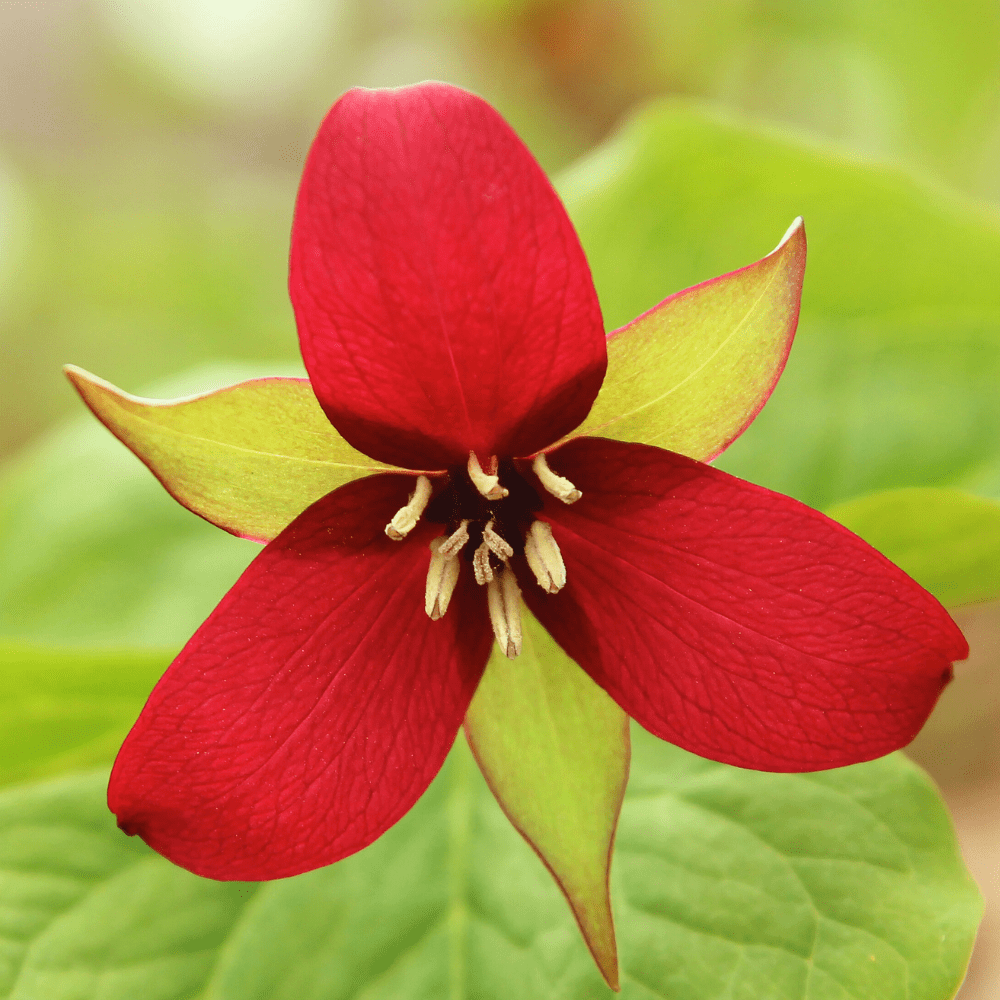 Set 5 Bulbs of Dormant Red Trillium, Wood Lily Bare Roots, Ornamental ...