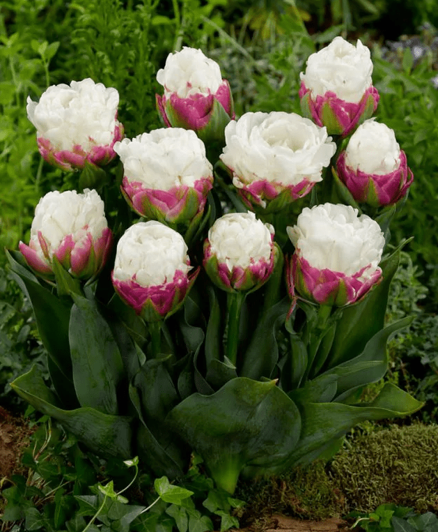 Set 5 Ice Cream Tulips Bulbs for Planting, Double Tulips Flowers Bulbs ...