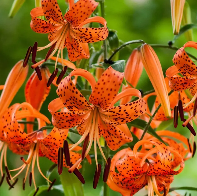Set 5 Orange Tiger Lily Bulbs for Planting, Turks Cap Lily Flowers ...
