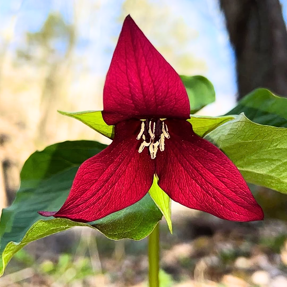 Set 5 Red Trillium Bulbs, Trillium Red Dormant, Wood Lily Flower For ...