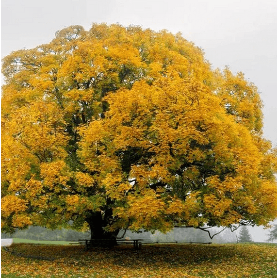 Set 5 Sycamore Tree Native Seedling Bare Roots and No Leaves for Planting,1 to 2ft Tall, Dormant ...