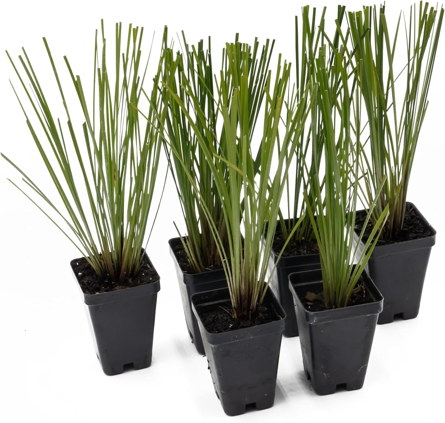6 Live Lomandra Longifolia Plants – Hardy & Versatile Ornamental Grass ...