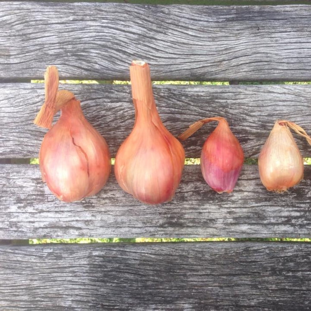 Set 6 Walking Onion Bulbs, Onion Bulb, Ready to Plant for Planting ...