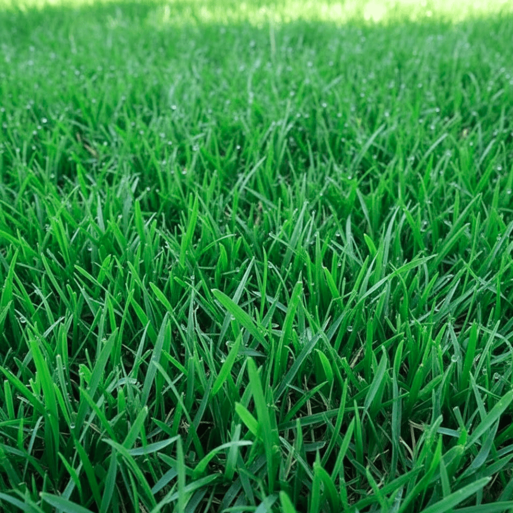 Set 6000 Emerald Zoysia Grass Seeds, Lawn Grass, Zoysia Grass Seeds for ...