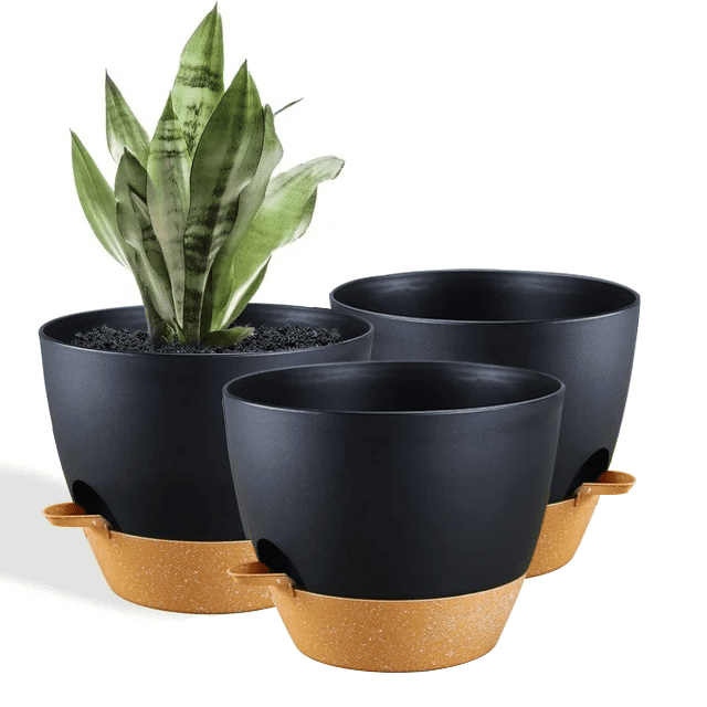 Holes In Snake Plant: Quick Fixes & Prevention Tips | LawnHelpful.com Holes In Snake Plant: Quick Fixes & Prevention Tips | LawnHelpful.com