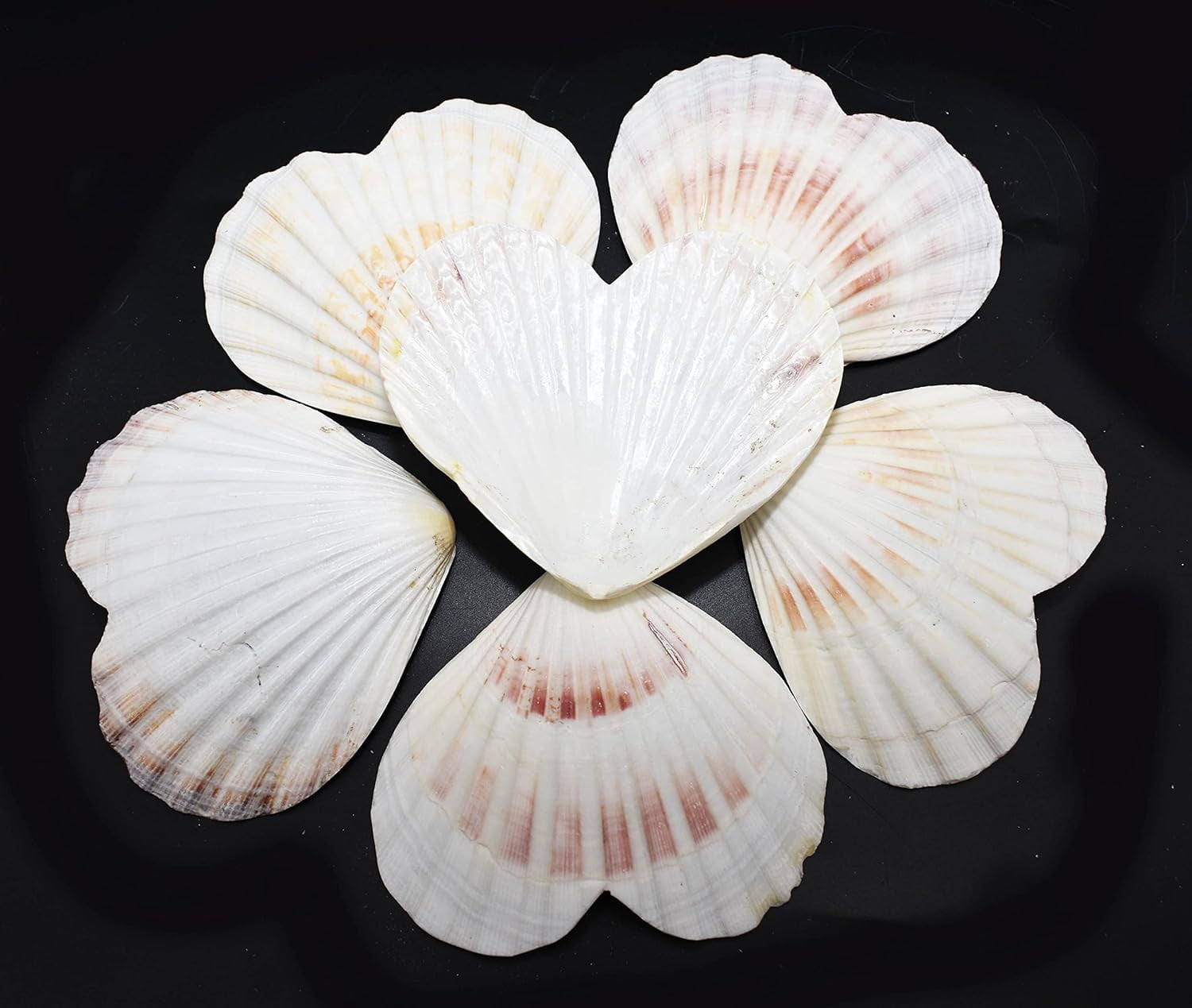 Set Of 12 Heart Shaped Natural Scallop Shells (4") Beach Crafts Coastal ...
