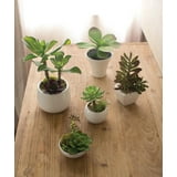Set Of 5 Realistic Artificial Faux Botanica Succulents In Ceramic Mini ...