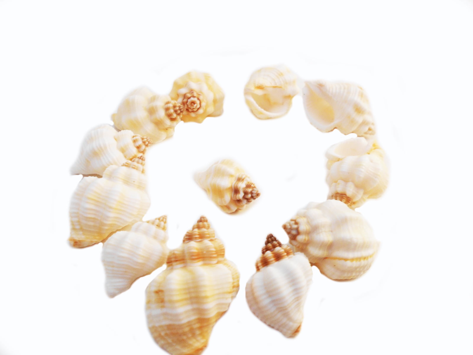 Set of 100 Beautiful Small Cancellaria Shells (about 1") Beach Arts & Crafts Hobby Wedding Decor ...