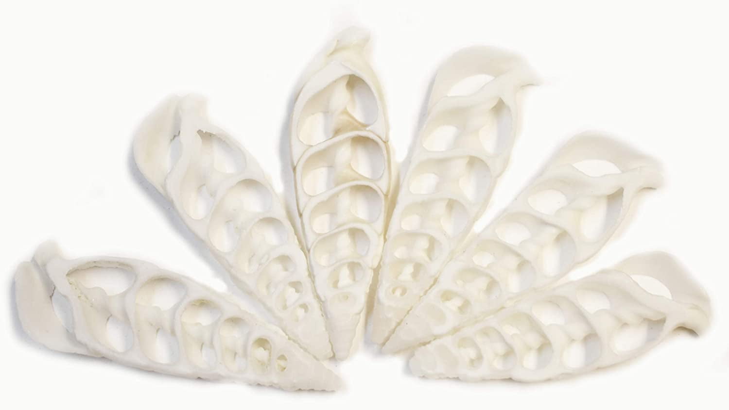 Set of 100 Center Cut White Cerithium Shells Shells Seashells 1 1/2 ...