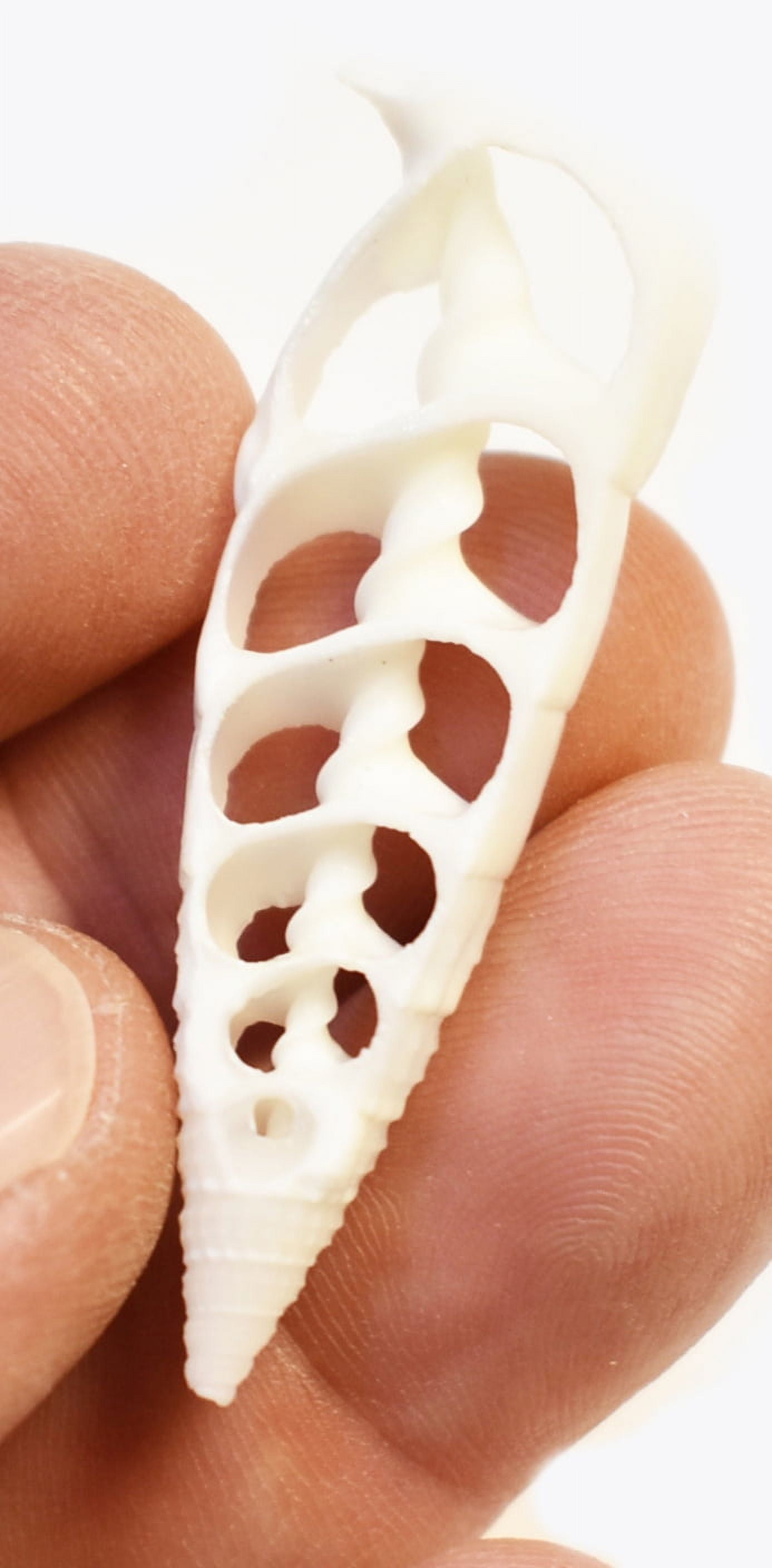 Set of 100 Center Cut White Cerithium Shells Shells Seashells 1 1/2 ...