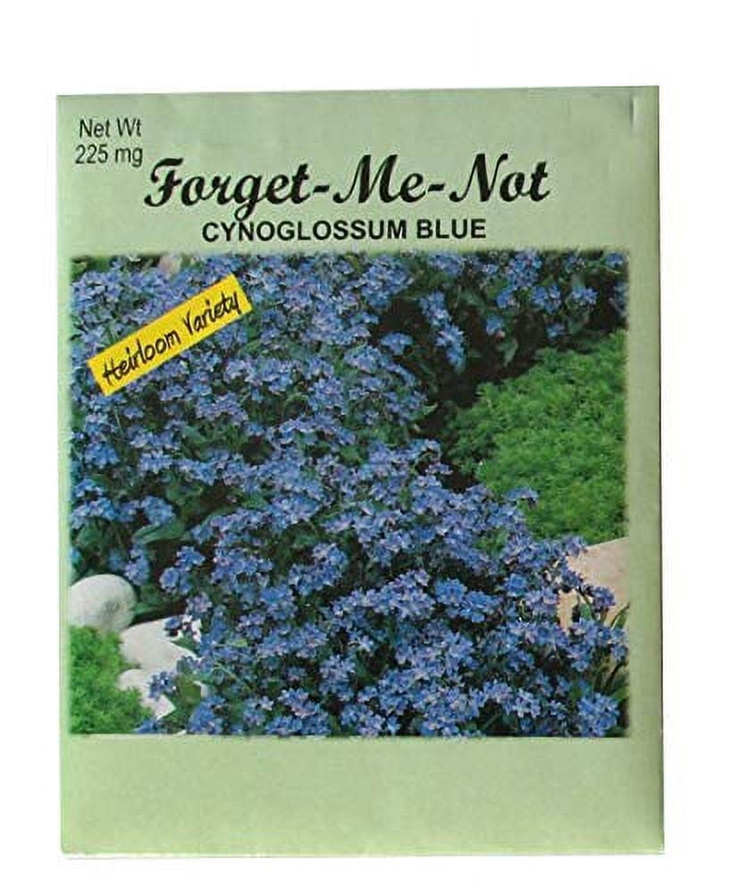 Set of 100 Forget Me Not Valley Green Flower Seed Packets! Flower Seeds ...