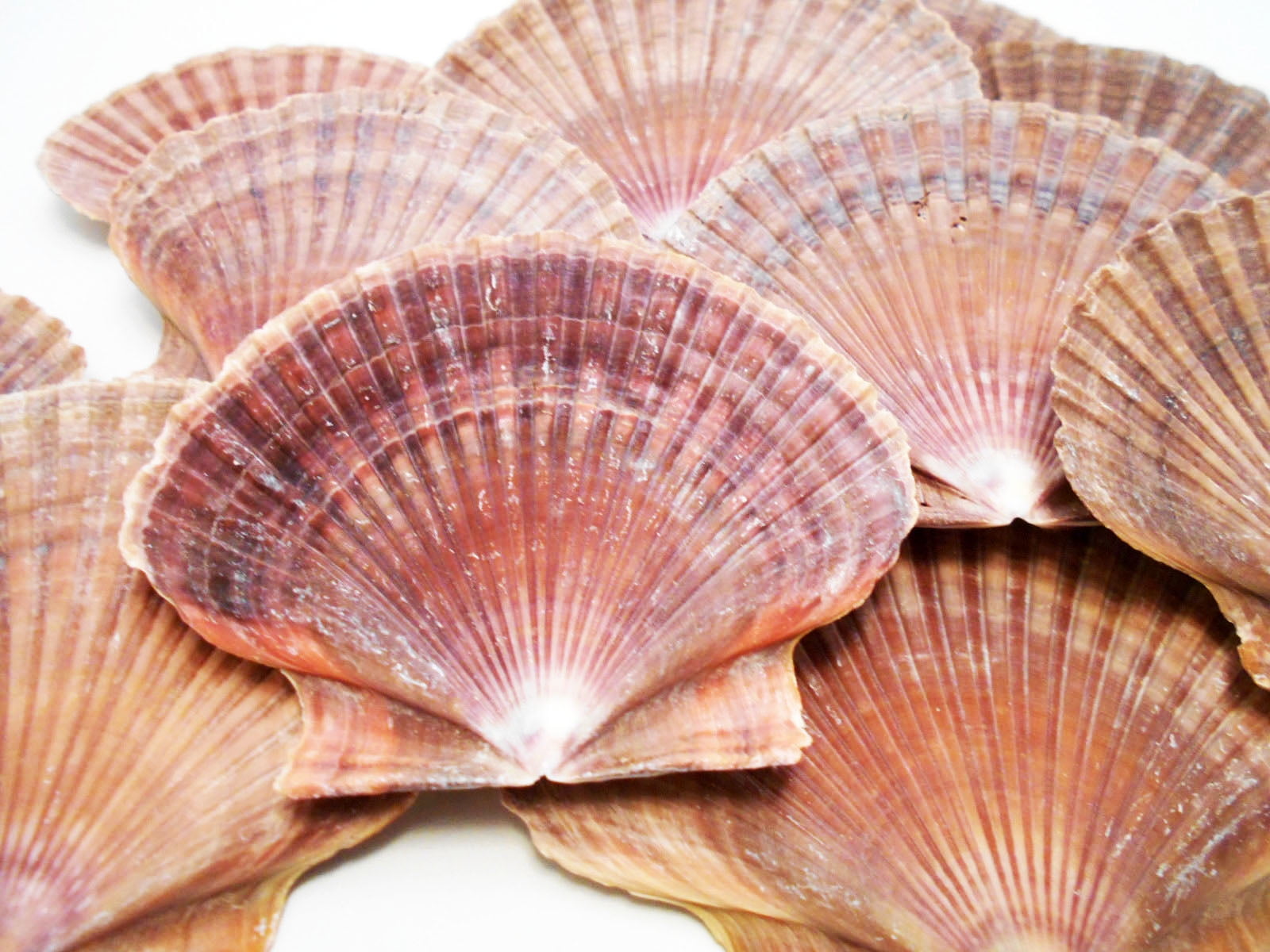 Set of 100: Mexican Flat Scallop Shells Seashells Large 3" Crafts ...