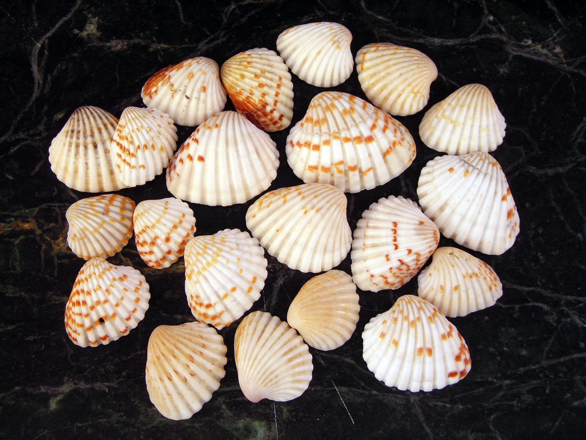 Set of 100 Small Brown and White Ark Shells (3/4' - 1") for Beach ...