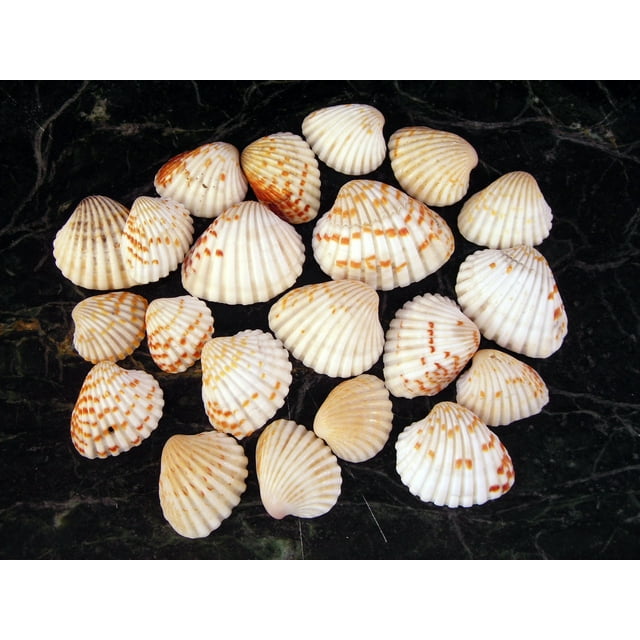 Set of 100 Small Brown and White Ark Shells (3/4' - 1") for Beach ...