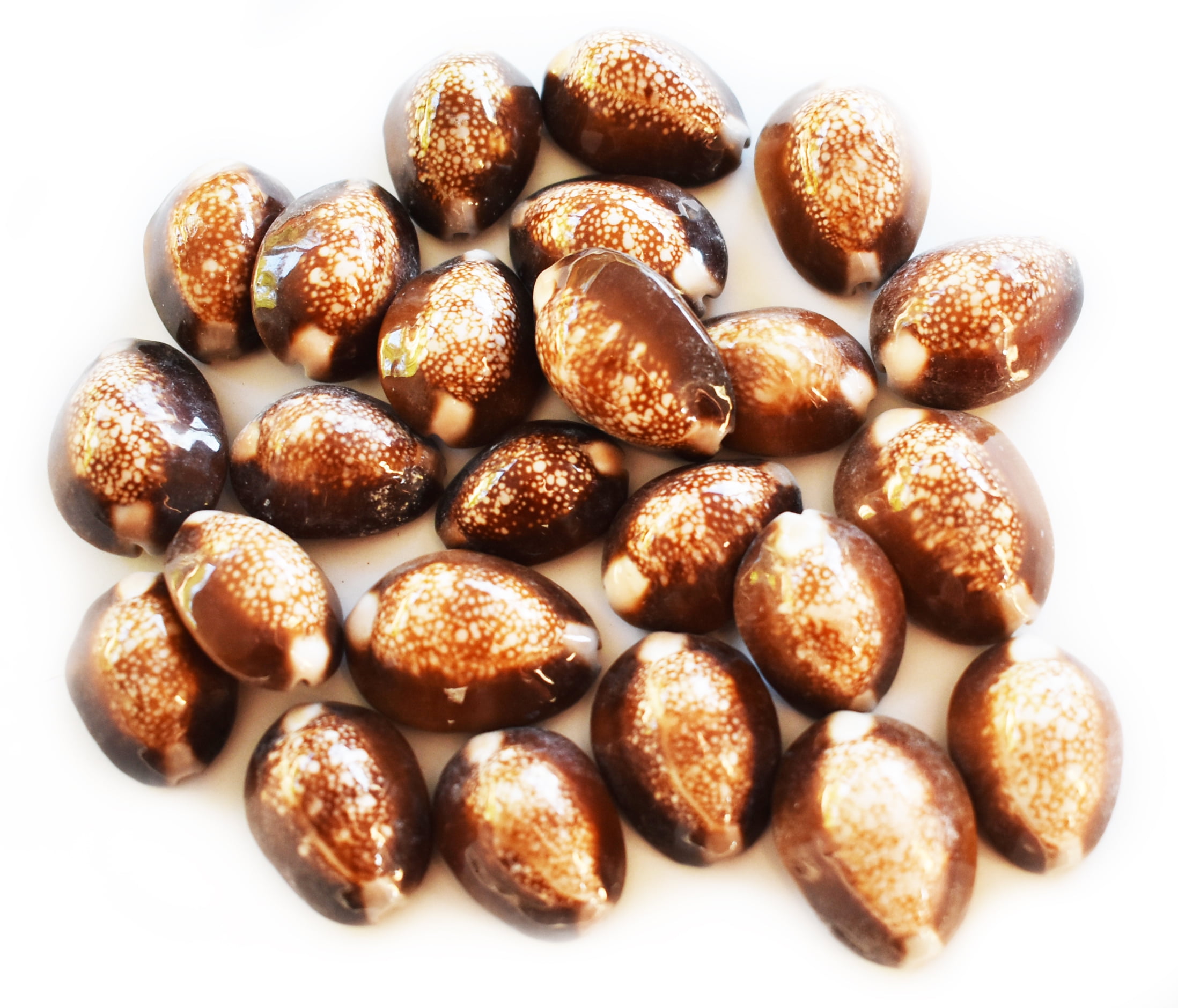 Set of 100 Snake Head Cowries Shells Seashells Beach Crafts Nautical ...