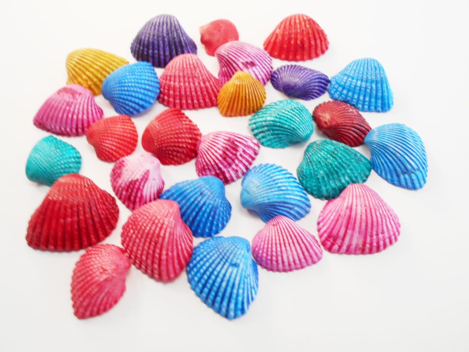 Set of 100 Tiny Dyed Ark Shells Mini Seashells (1/2-3/4") Beach Hobby ...