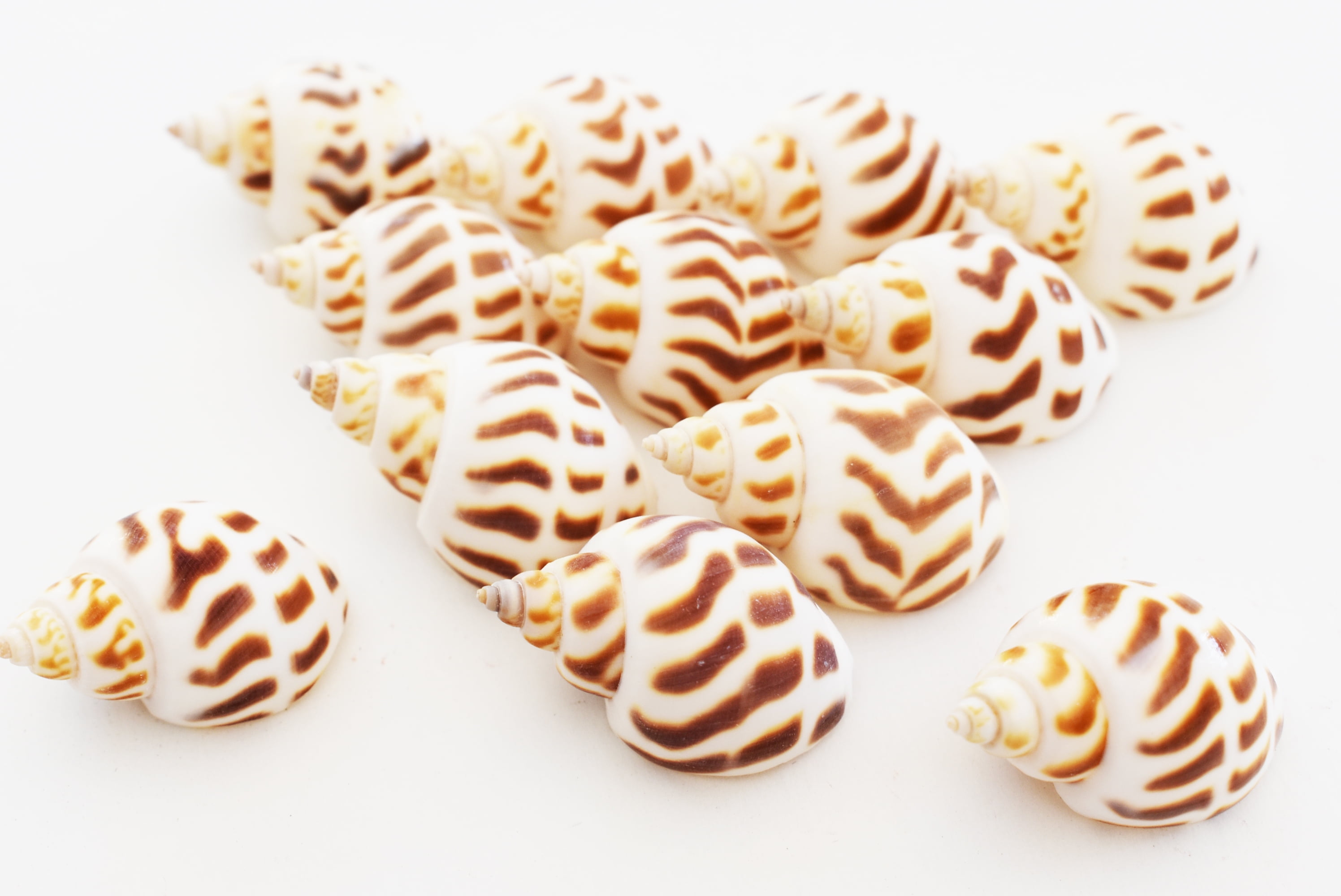 Set of 12 Babylonia Areolata Shells Seashells (1-1.5" / 25-37mm) Beach ...