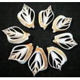 Set of 12 Center Cut Canarium Shells (2") Beach Crafts Coastal Cottage ...