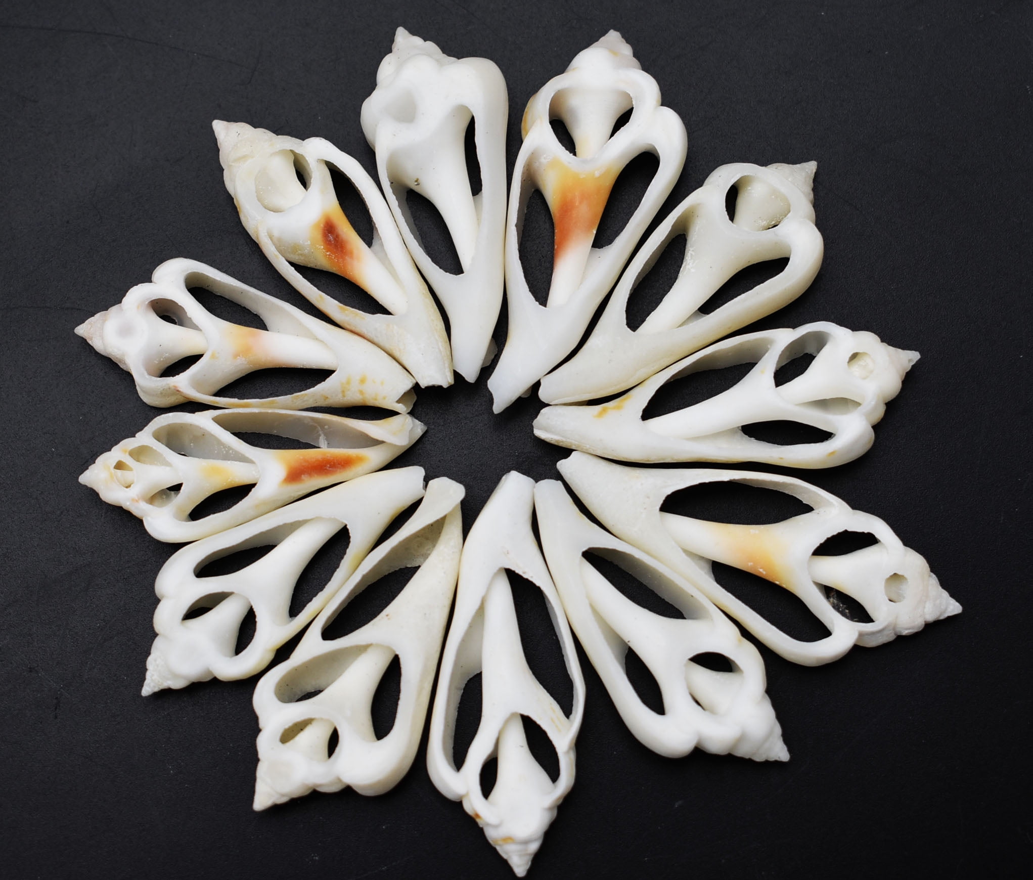 Set of 12 Center Cut White Chula Shells (1 1/2 - 2") for Beach Crafts ...