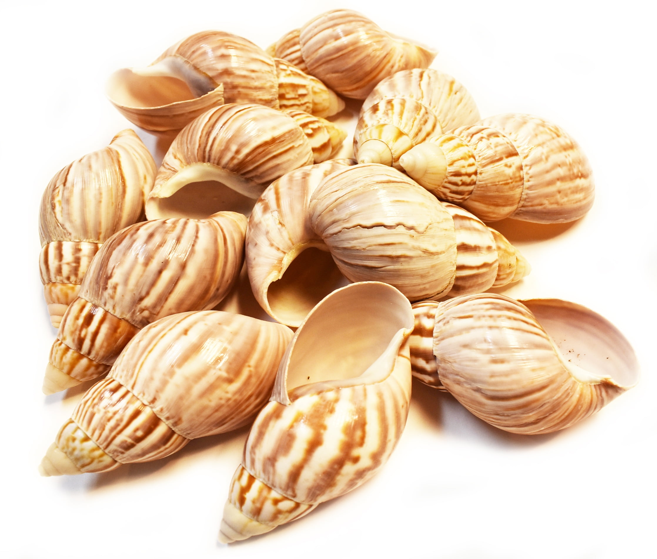 Set of 12 Extra Large Natural Japanese (Fairyland) Land Snail Shells 3 ...