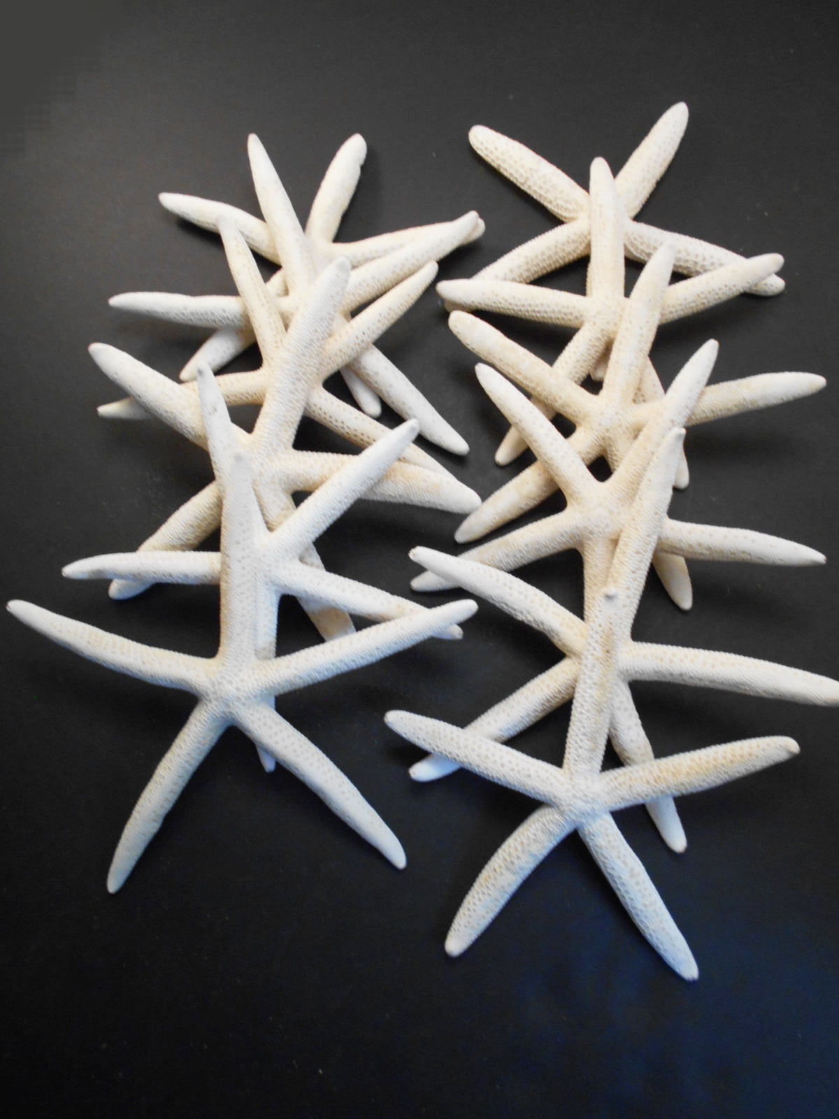 Set of 12 Extra Large White Pencil (Finger) Starfish 8-9" Beach Wedding ...