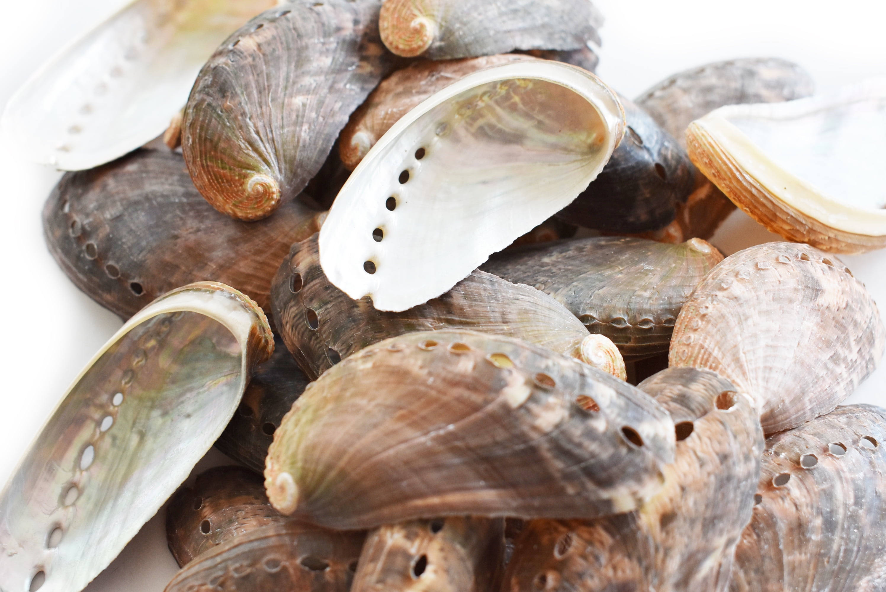 Set of 12 Green Abalone Shells 2 1/4 -3" / 57-77 mm (Haliotis Asinina ...