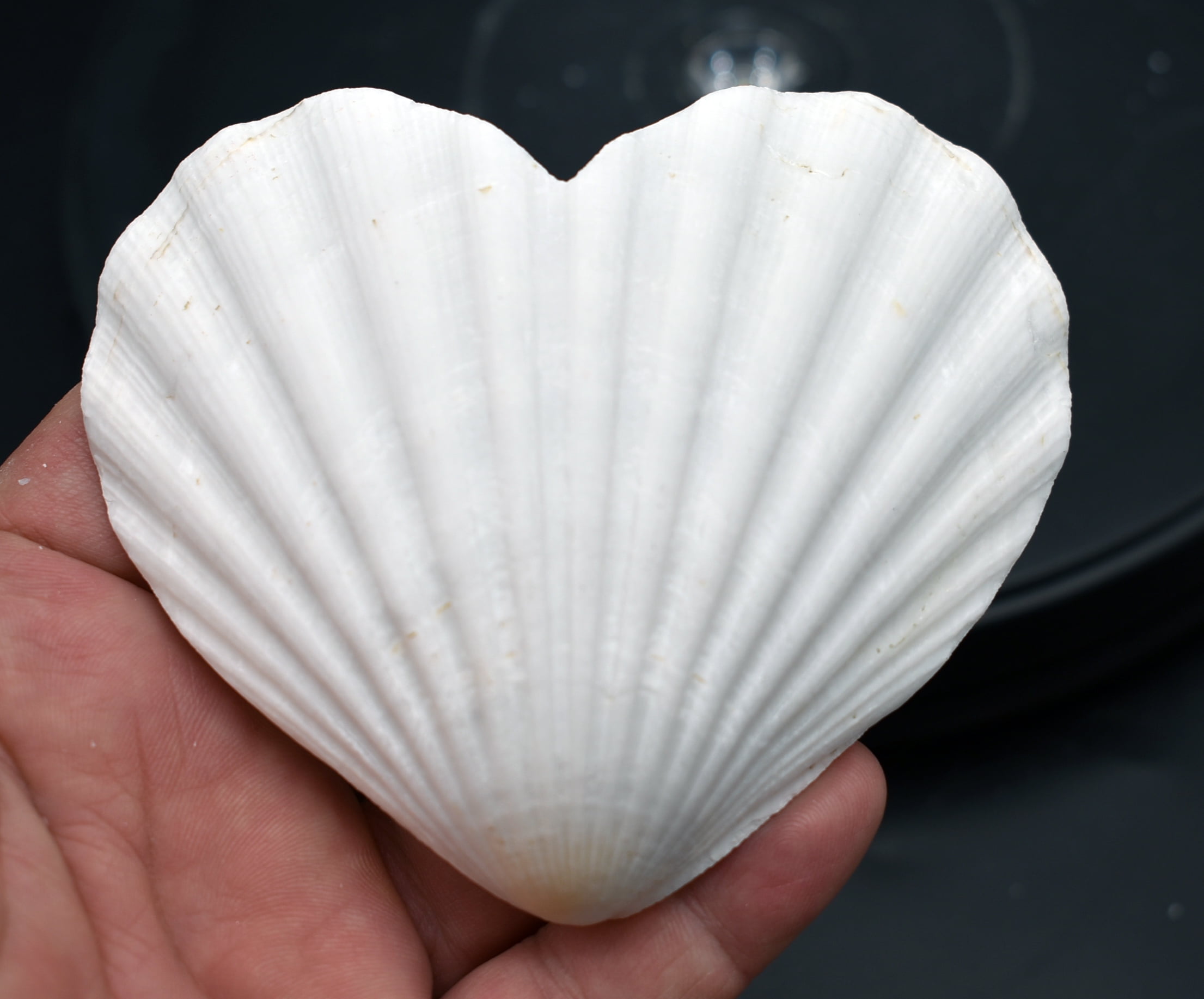 Set of 12 Heart Shaped White Scallop Shells (4") Beach Crafts Coastal ...