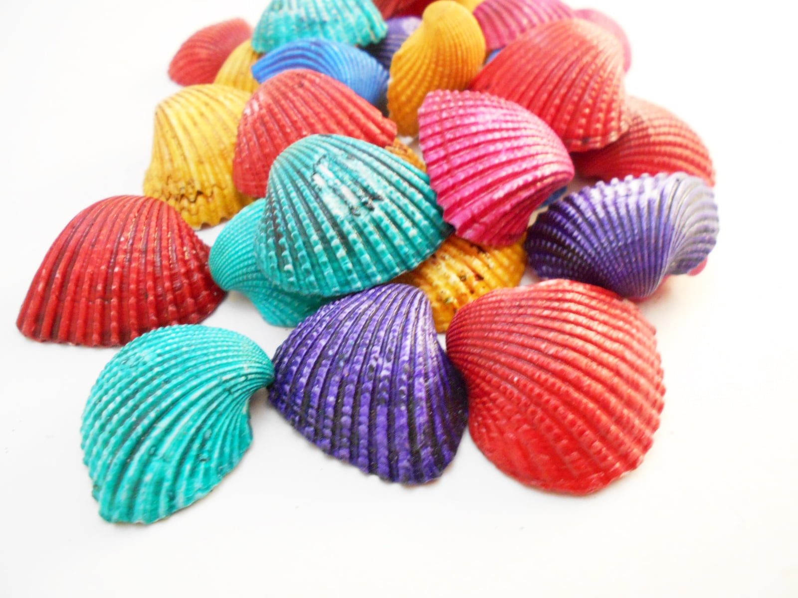 Set of 12 Large Dyed Ark Shells Seashells (1 1/2-1 3/4") Beach Hobby ...