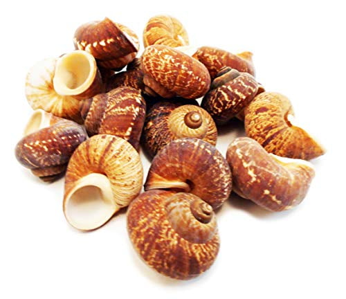 12 Natural Fernandezi Land Snail Shells 3/4" 1" Beach Crafts Hobby ...