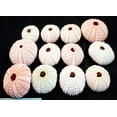 Set of 12 Pink Sea Urchin Seashells Shells for Beach Wedding Craft Nautical Decor Air Plant ...