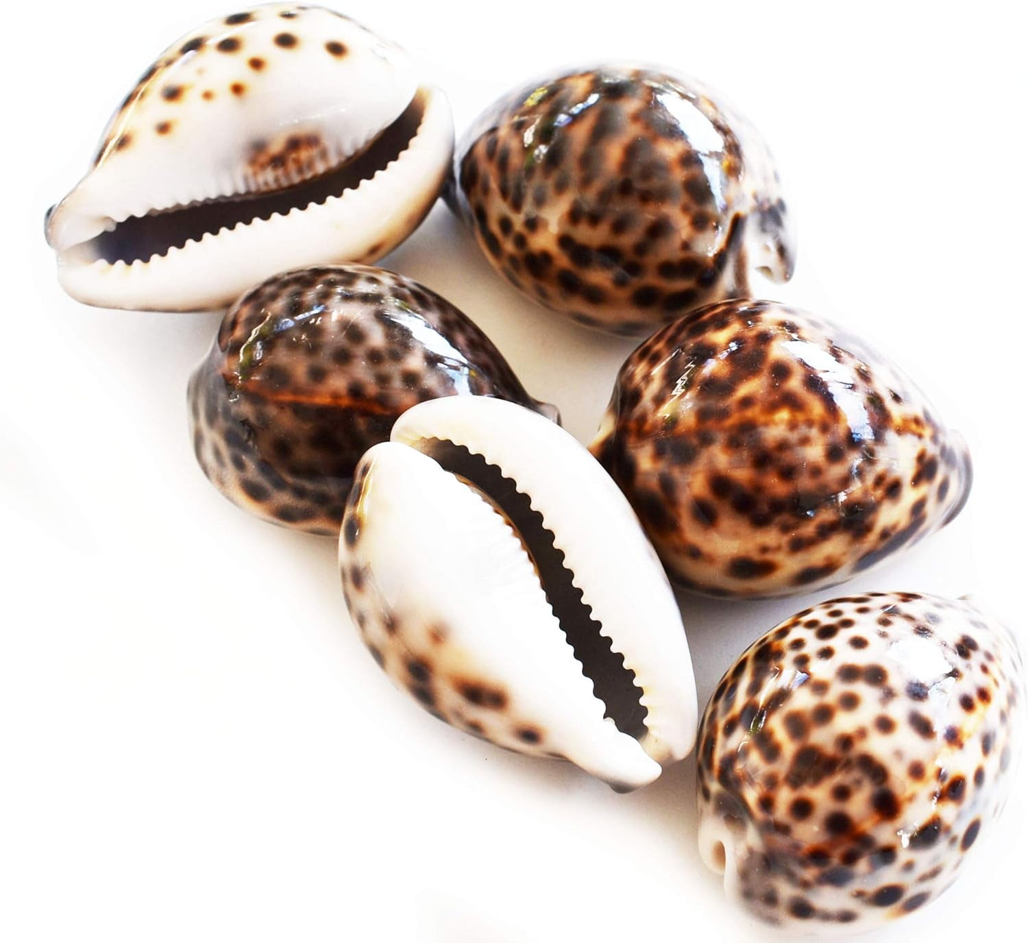Set of 12 Select Large Tiger Cowrie (Cypraea Tigris) Shell 3"+ (76-88 ...
