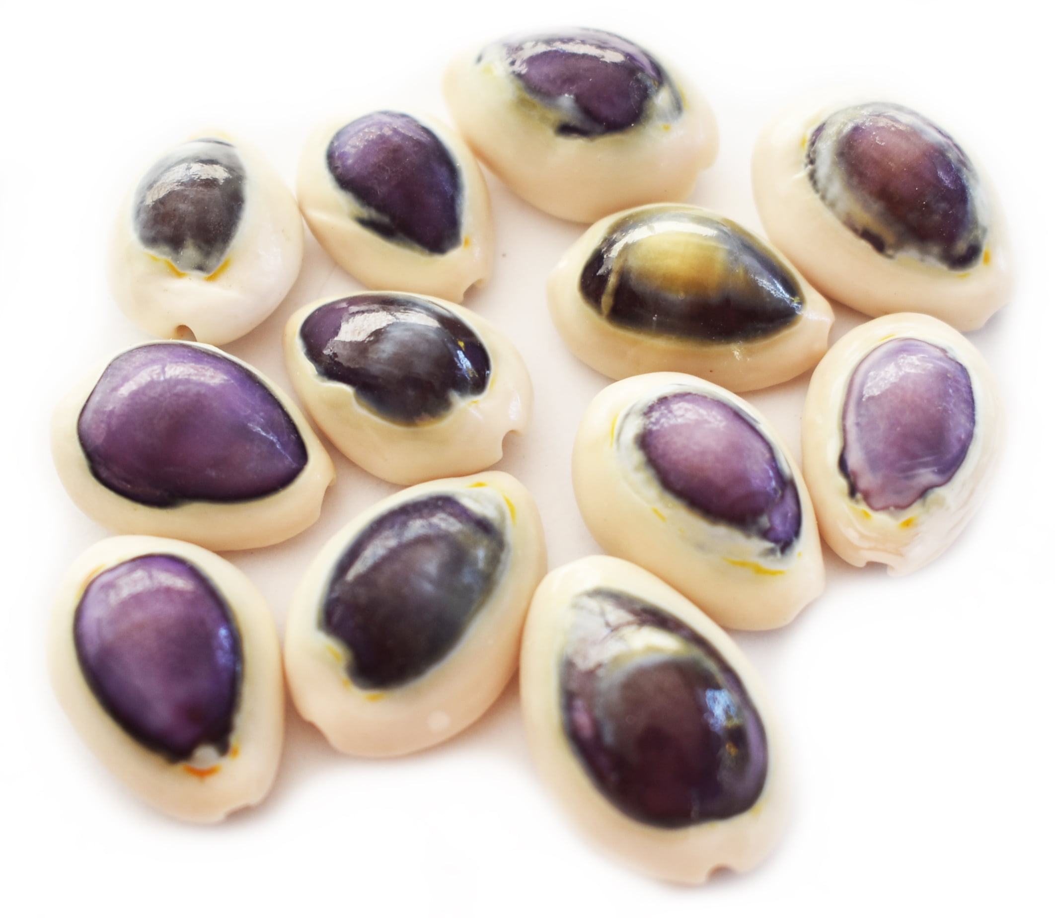 Set of 12 Select Purple Top Money Cowrie Shells Seashells 1/2-1 ...