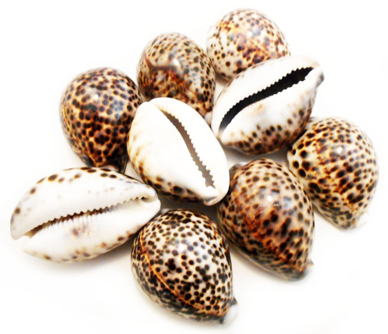 Set of 12 Select X-Large Tiger Cowrie (Cypraea Tigris) Shells 3 1/2 ...