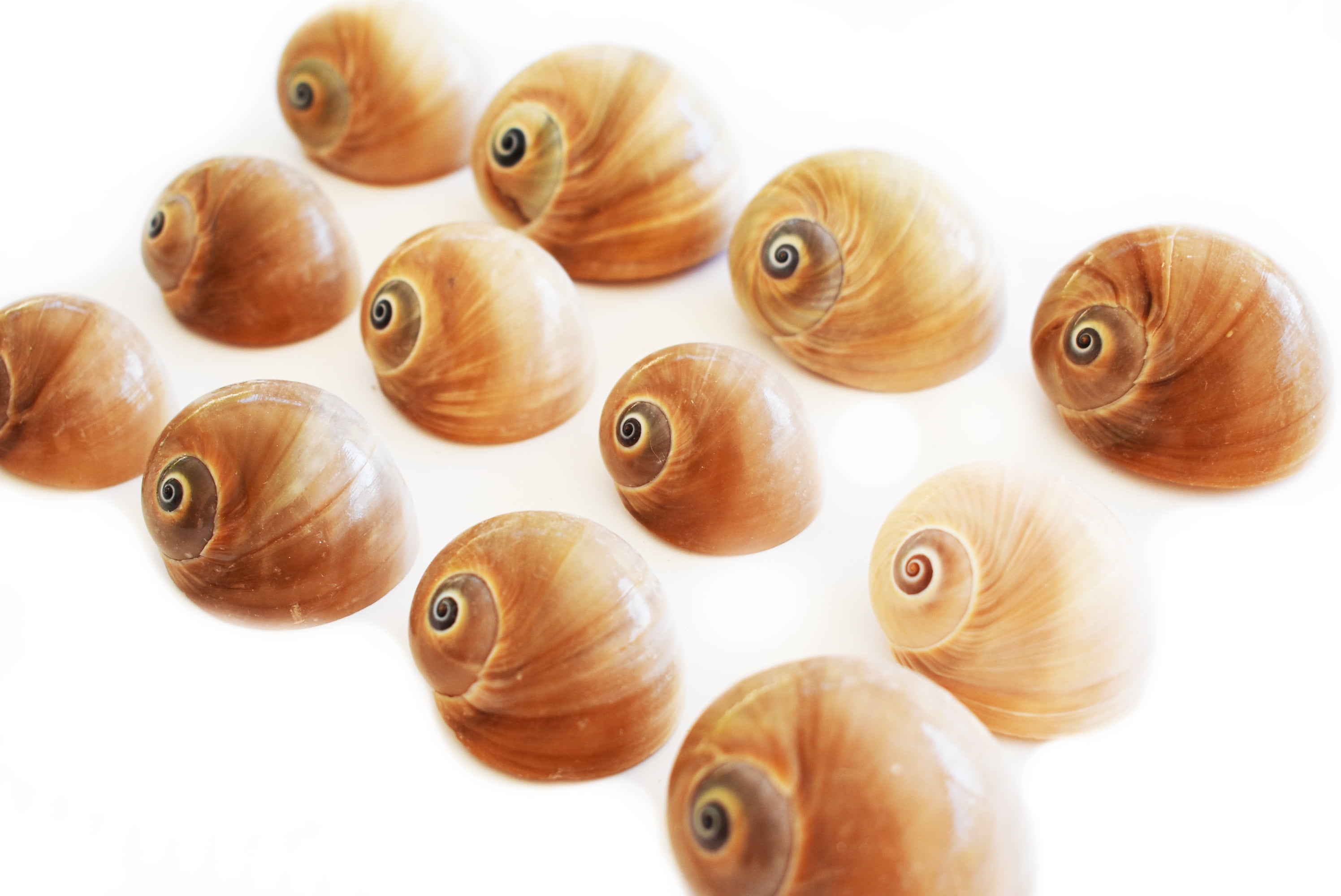 Set of 12 Whales Eye Moon Shells (1 1/2" - 2") Coastal Arts & Crafts ...