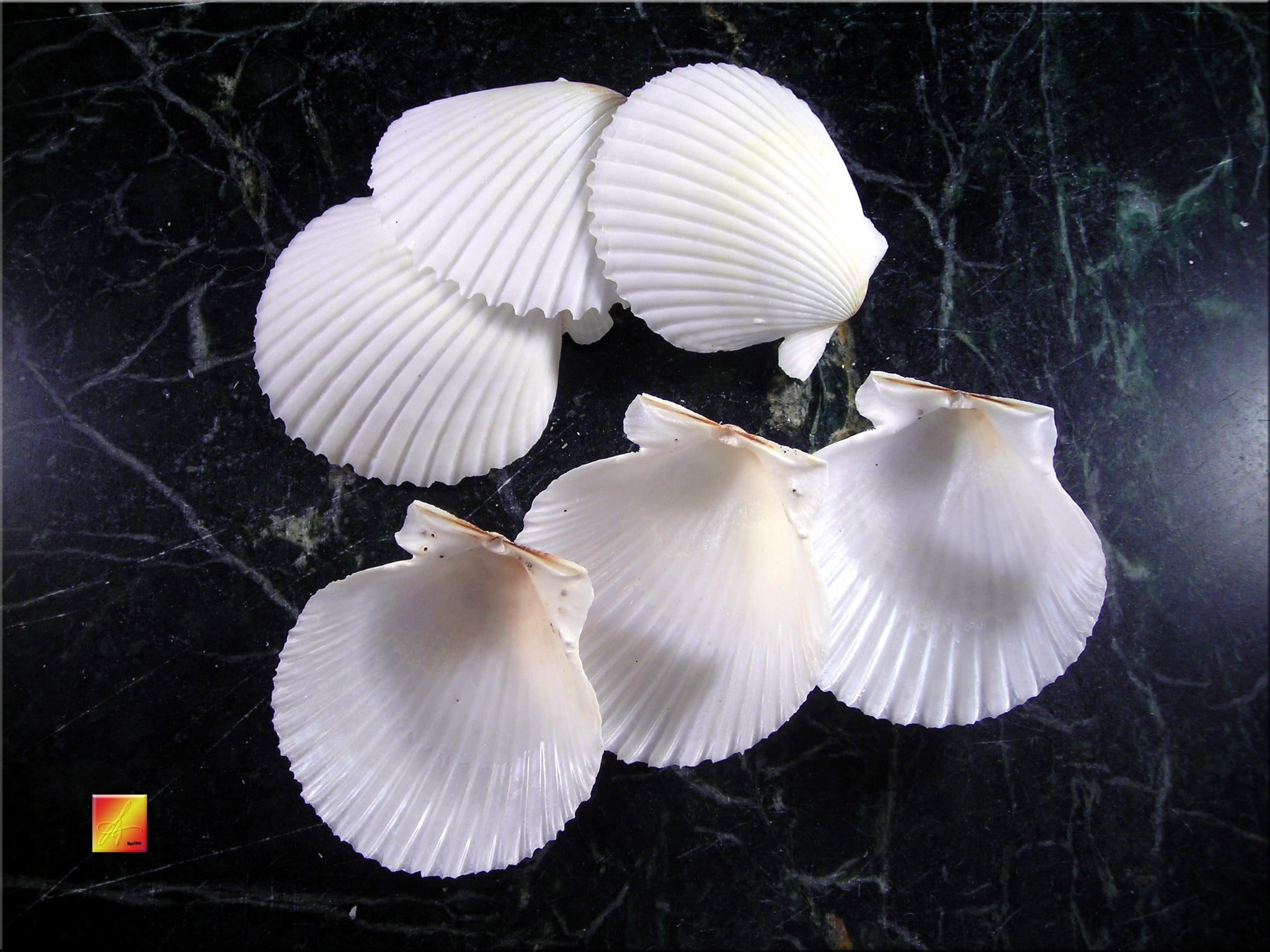 Set of 12 White Gulf Scallop Shells (about 2" / 50mm) Crafts Beach ...