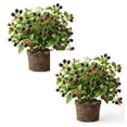 Set of 2 Blackberries Plant Live, Sweet Fruit, 4-7 Inches Tall ...