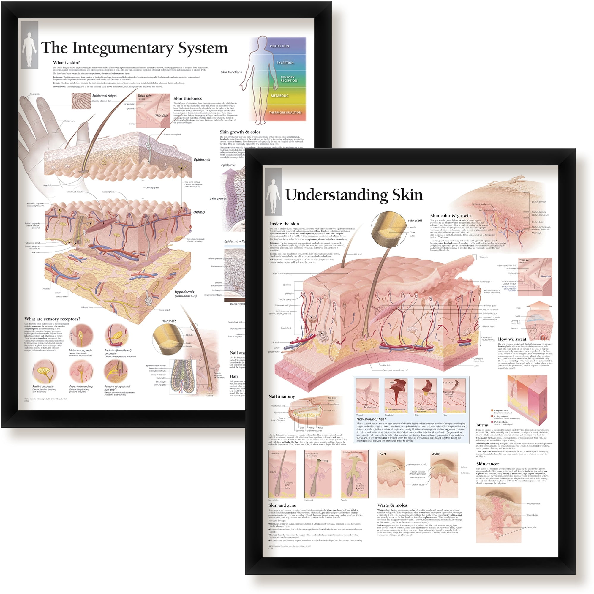 Set of 2 Framed Medical Posters The Integumentary System and ...