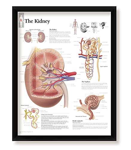 Set of 2 Framed Medical Posters The Kidney and The Urinary System 22 ...