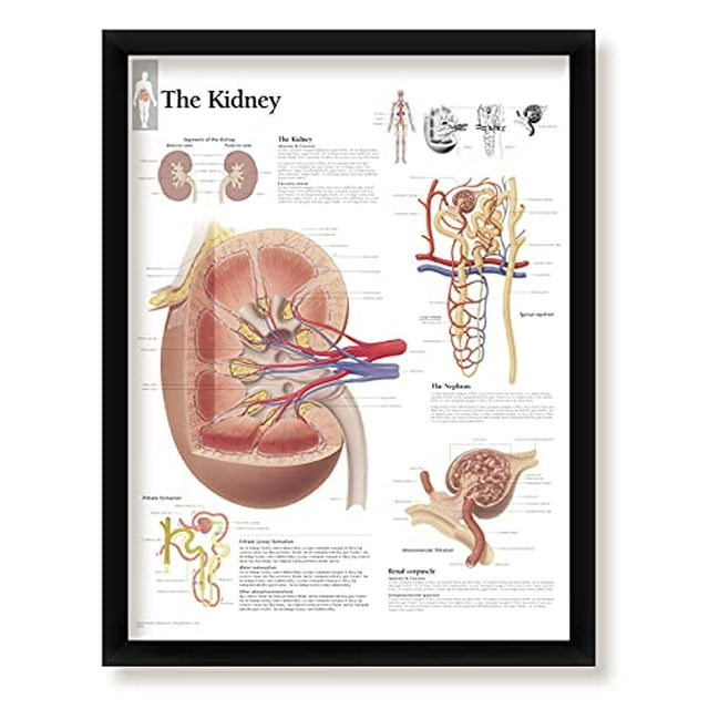 Set of 2 Framed Medical Posters The Kidney and The Urinary System 22 ...