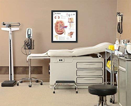 Set of 2 Framed Medical Posters The Kidney and The Urinary System 22 ...