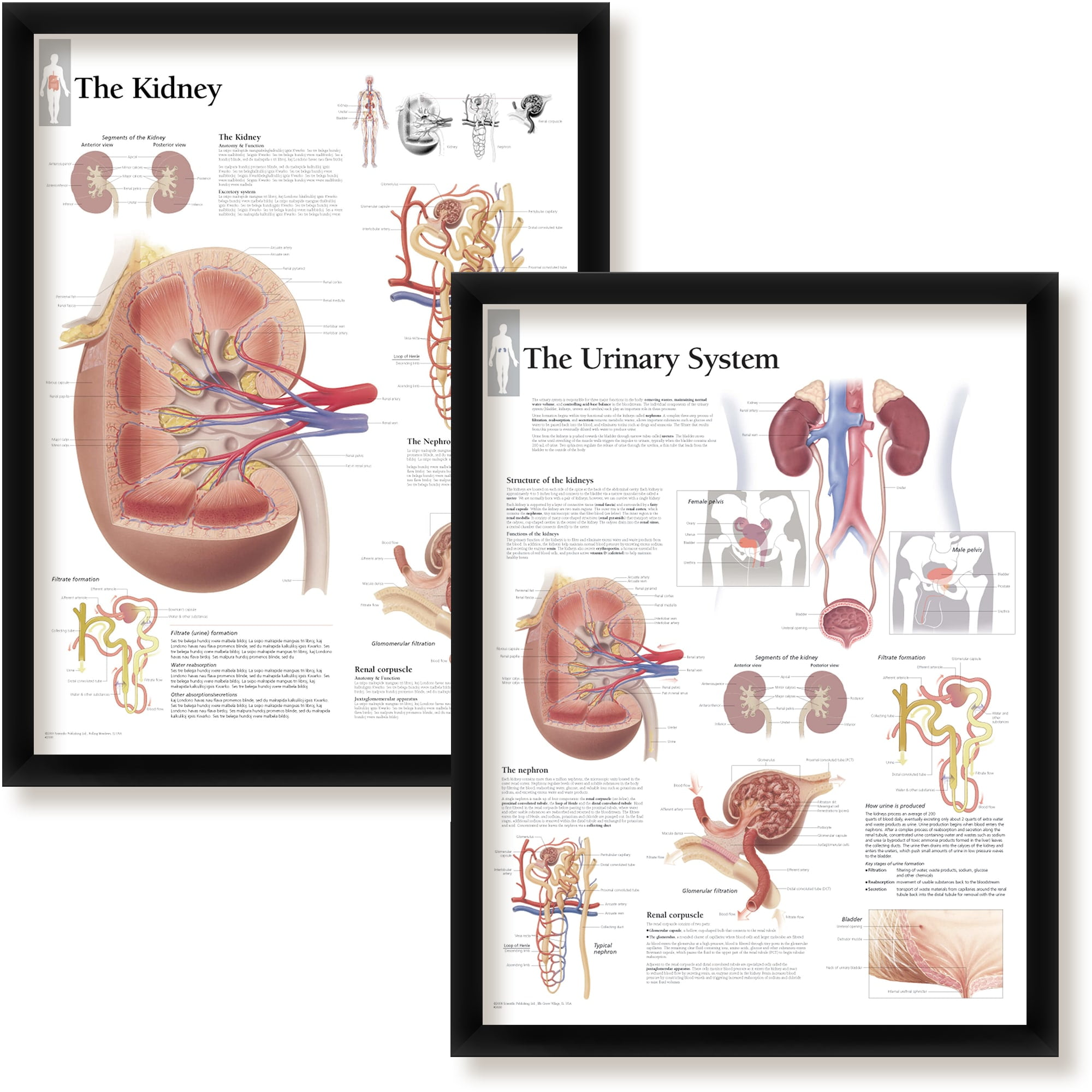 Set of 2 Framed Medical Posters The Kidney and The Urinary System 22 ...