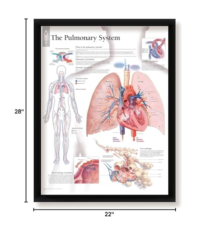 Set of 2 Framed Pulmonary System and The Heart Medical Art Posters ...