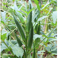 Set of 2 Green Okra Live Plants in 4 Inch Pots, 4-6 Inch Tall Vegetable ...