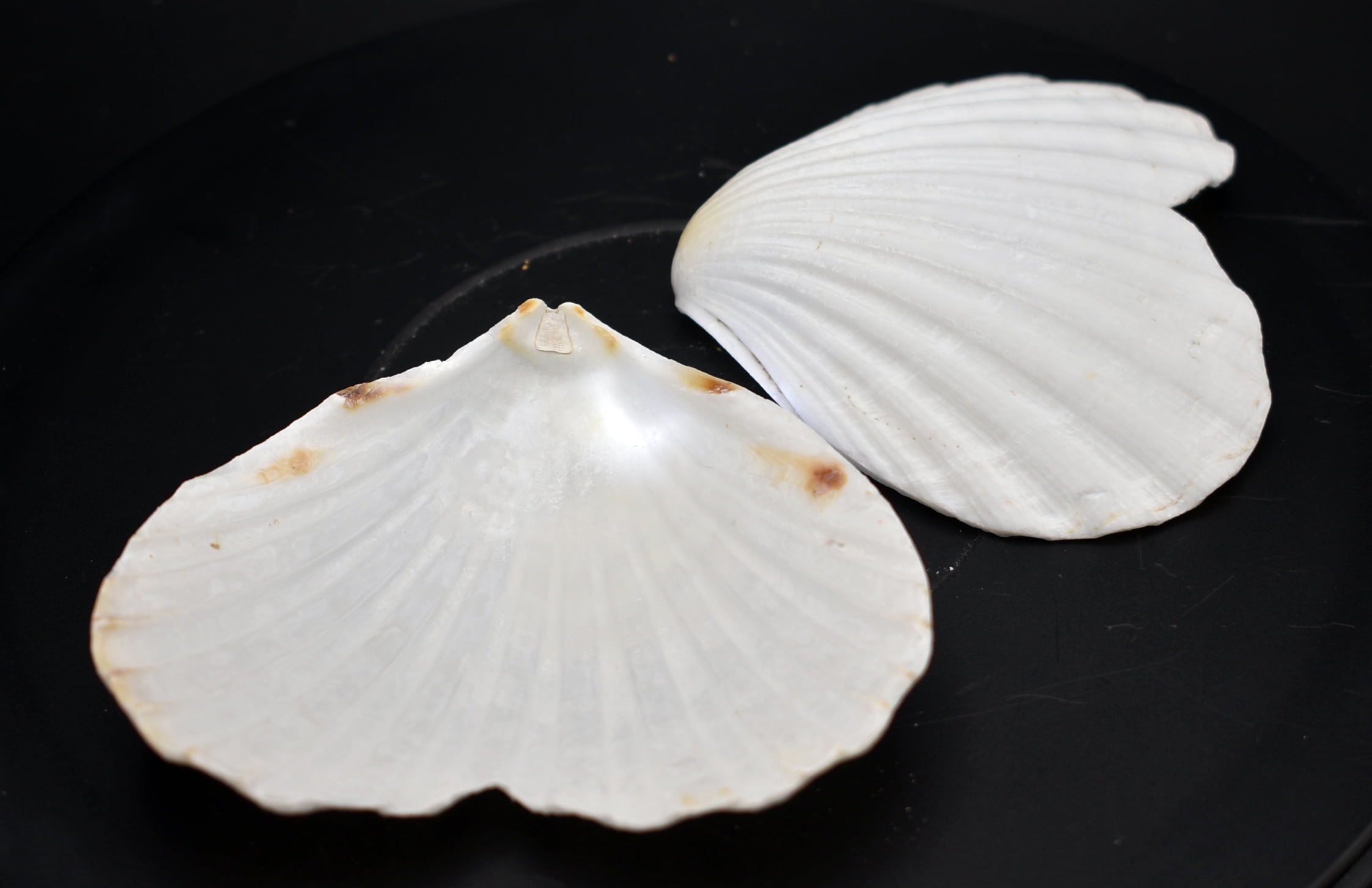 Set of 2 Heart Shaped White Scallop Shells (4") Beach Crafts Coastal ...