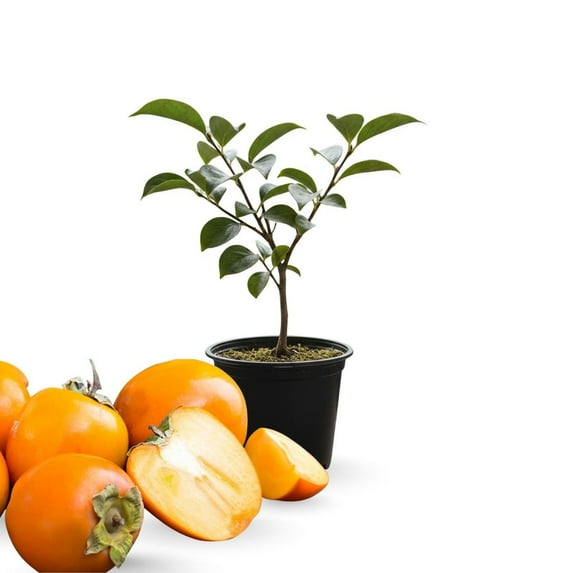 Set of 2 Live American Persimmon Plants, Bare Root Dormant 6-inch Trees ...