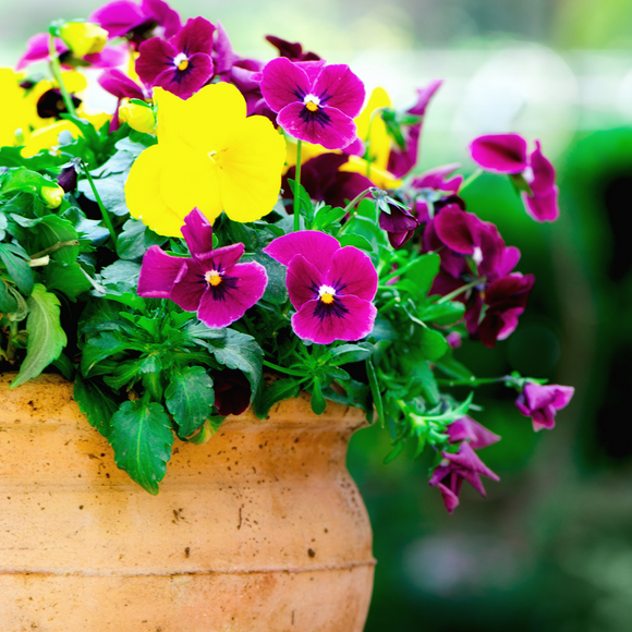Pansies in Annuals - Walmart.com