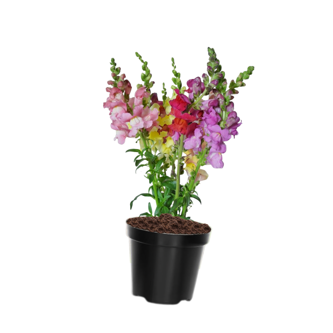 Set of 2 Live Mixed Snapdragon Plants, Vibrant Blooms for Beds, Borders ...