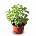 Set of 2 Live Stevia Herb Plants, 4-6 Inch Tall Sweet Leaf Seedlings ...